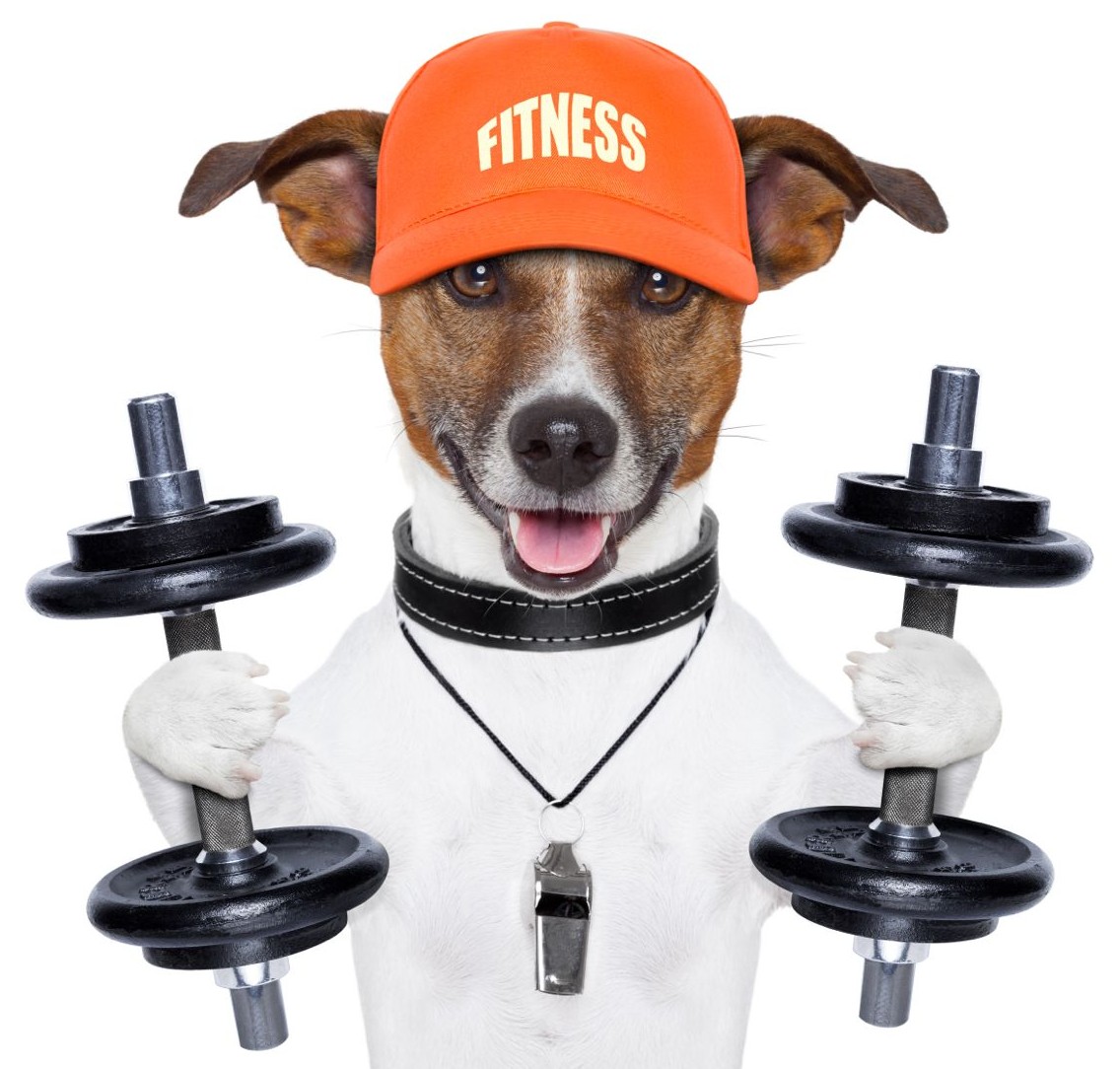 7 Indoor Exercises For Dogs Pets Grooming Prices 7 Indoor Exercises For Dogs Pets Grooming Prices